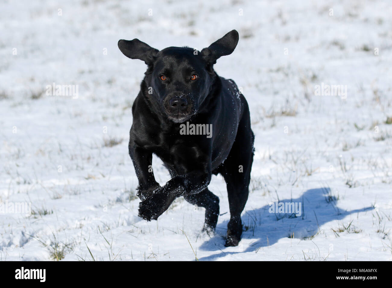 Labrador retriever walk hi-res stock photography and images - Alamy