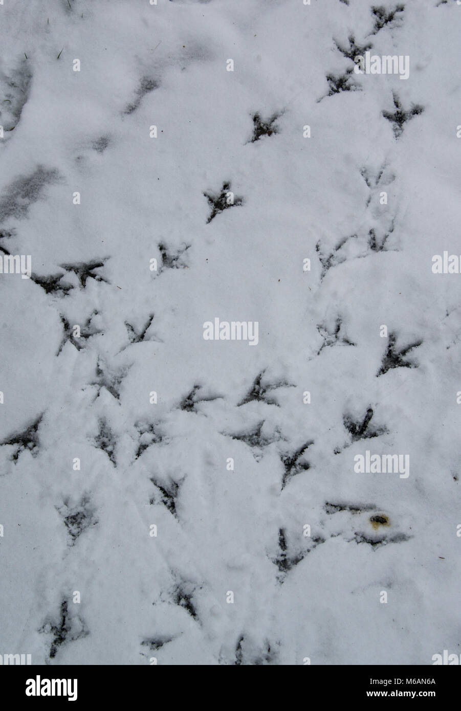 bird footprints in the snow Stock Photo - Alamy