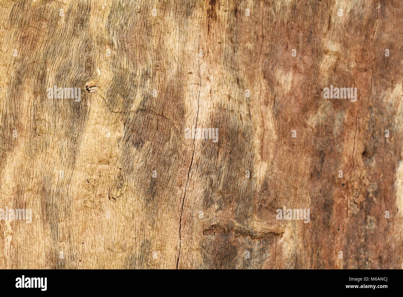 wooden bark tree texture on a tree trunk Stock Photo - Alamy