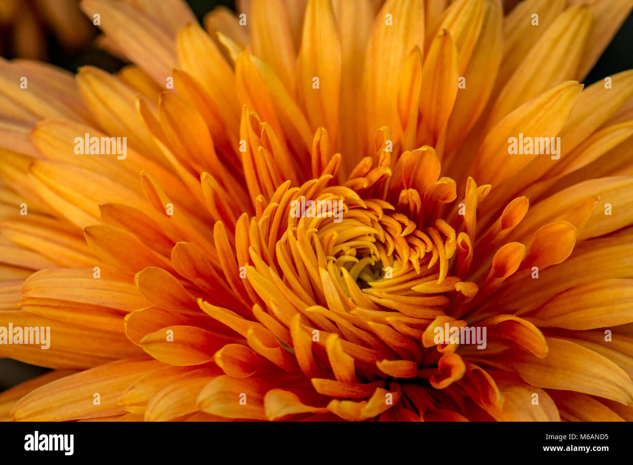 Macros plants hi-res stock photography and images - Alamy