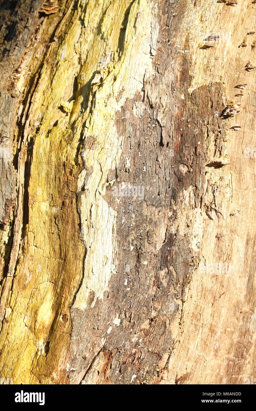 wooden bark tree texture on a tree trunk Stock Photo - Alamy