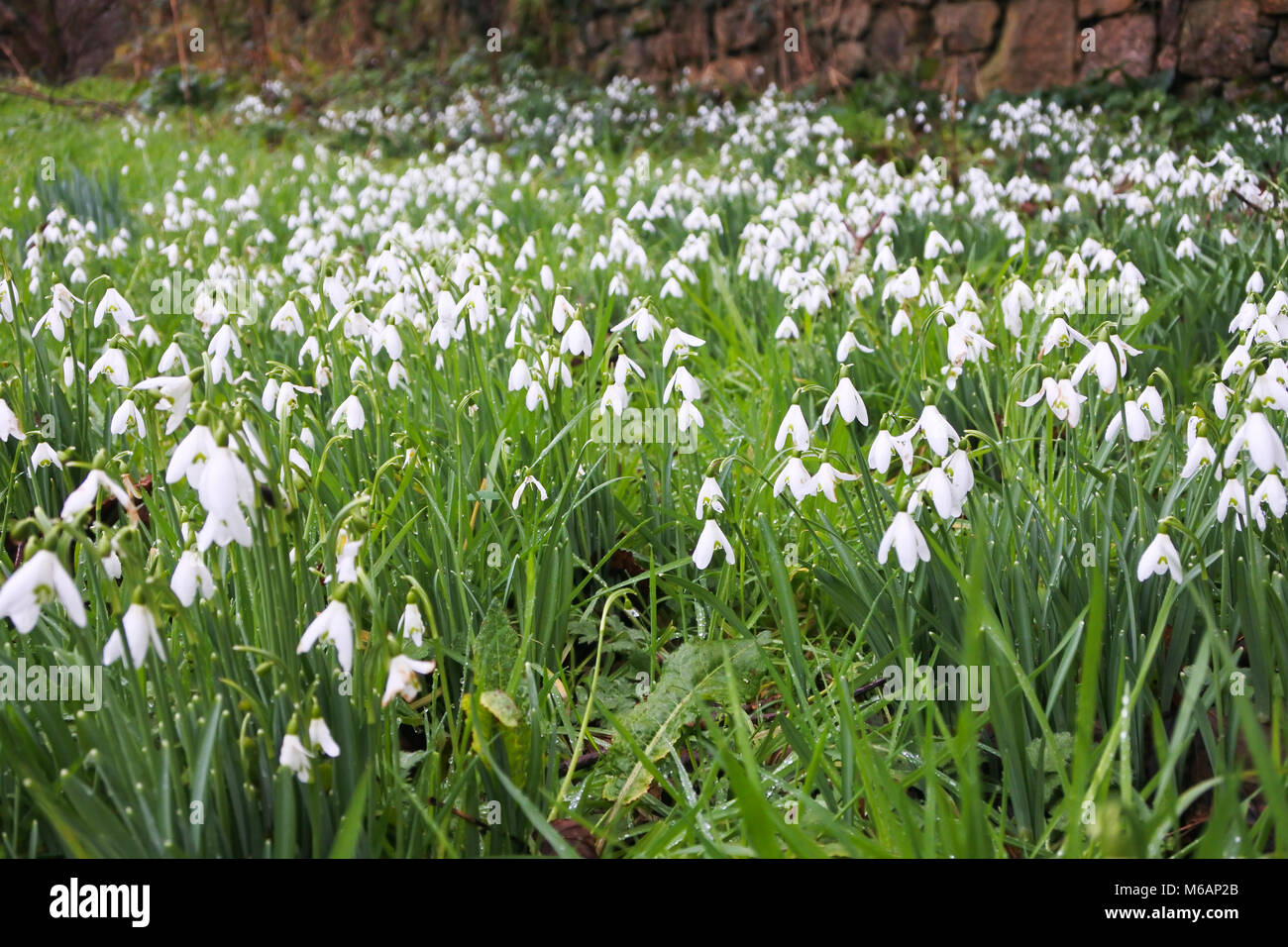 British native flower hi-res stock photography and images - Alamy