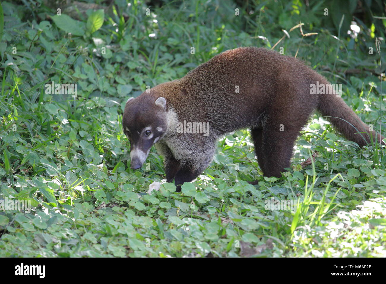 Coati mundi hi-res stock photography and images - Alamy