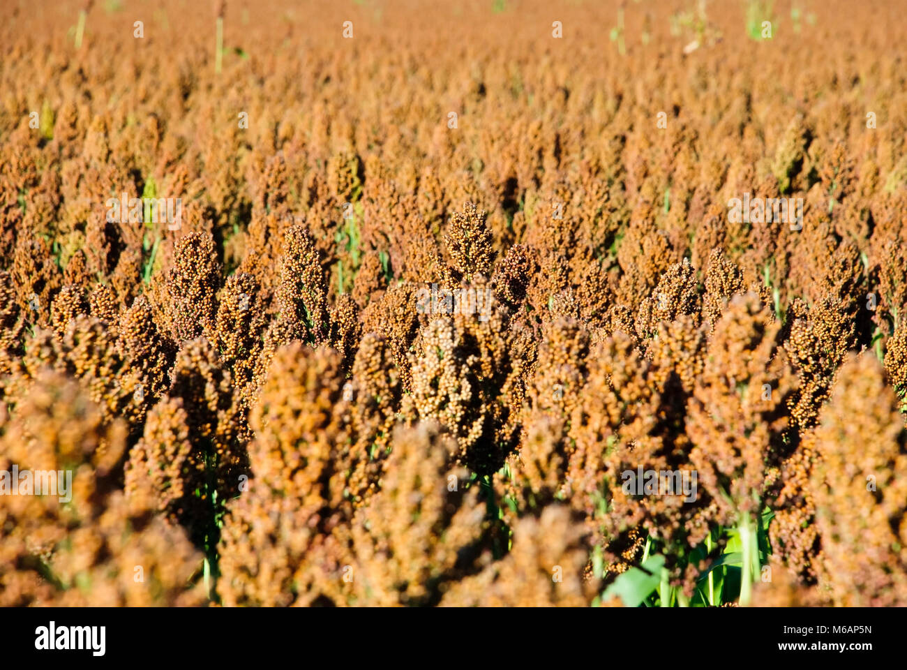 Sorghum flour bread hi-res stock photography and images - Alamy