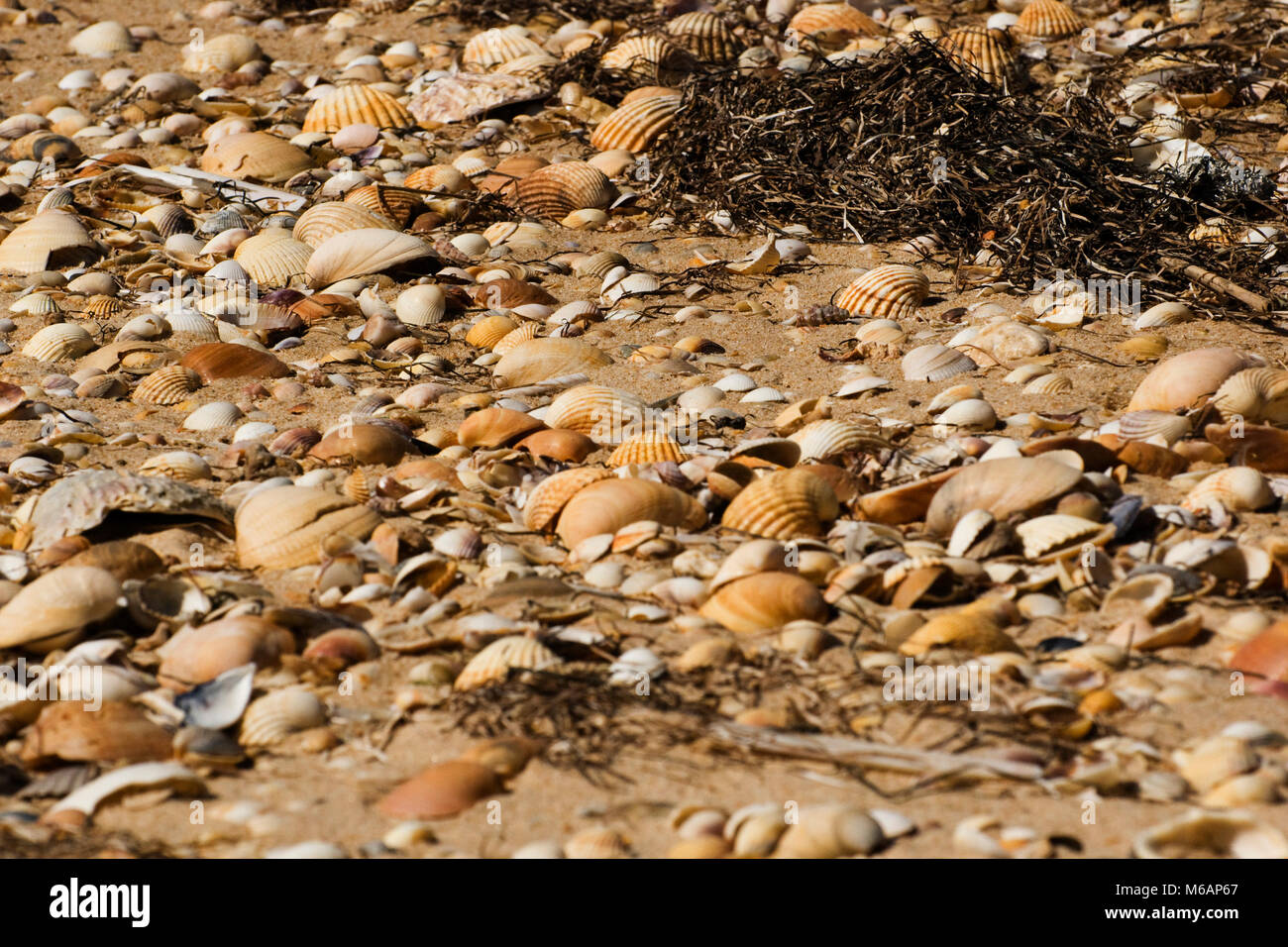 Seeshells on the beach Stock Photo - Alamy