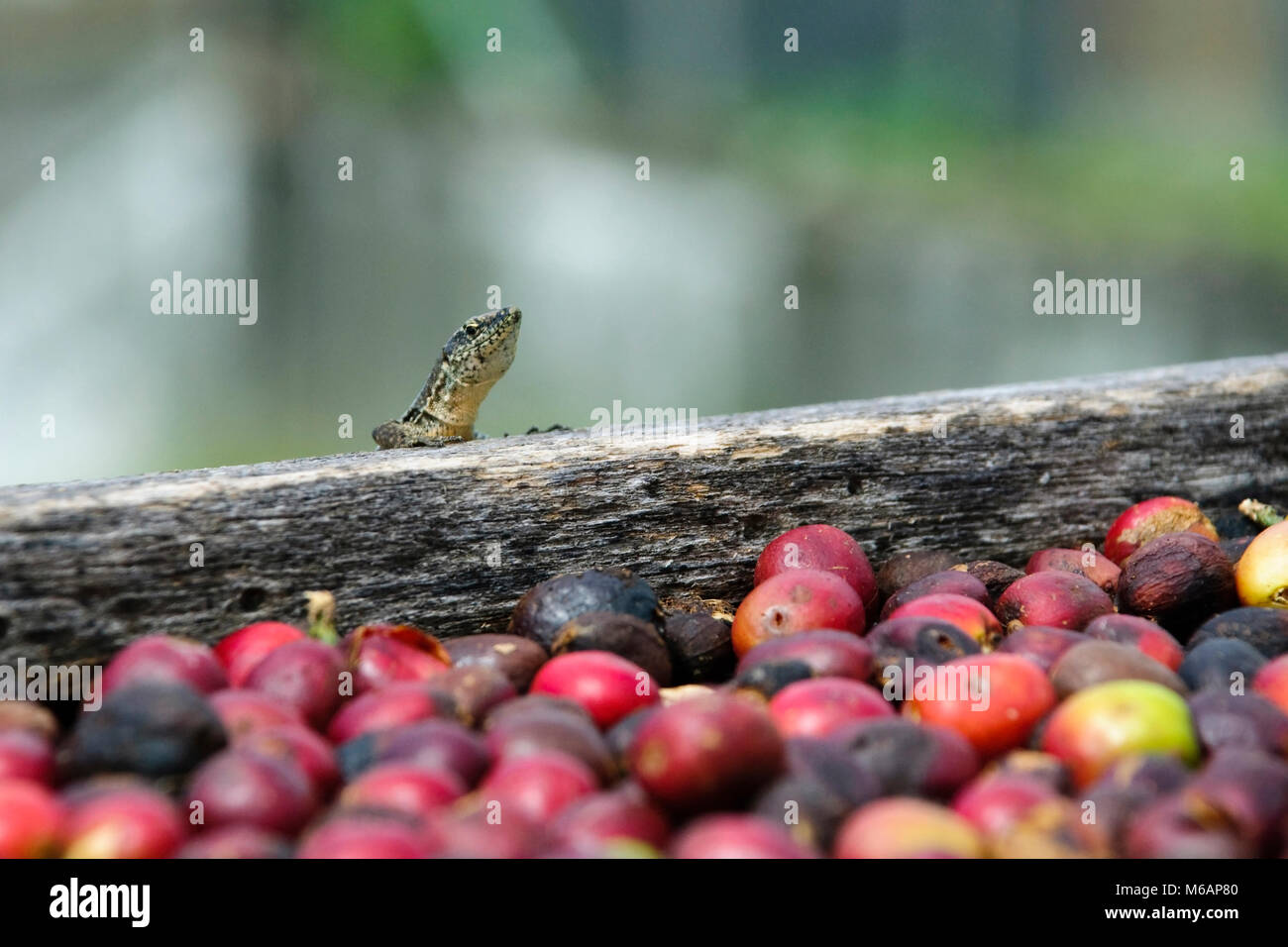 Lizard and fresh coffee grains Stock Photo - Alamy