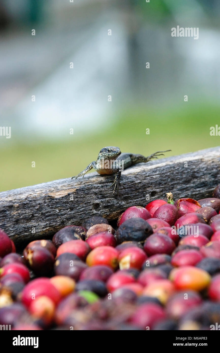 Lizard and fresh coffee grains Stock Photo - Alamy