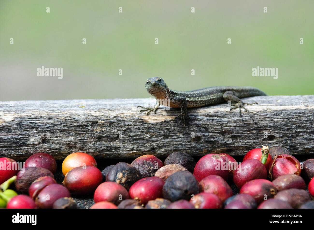 Lizard and fresh coffee grains Stock Photo - Alamy