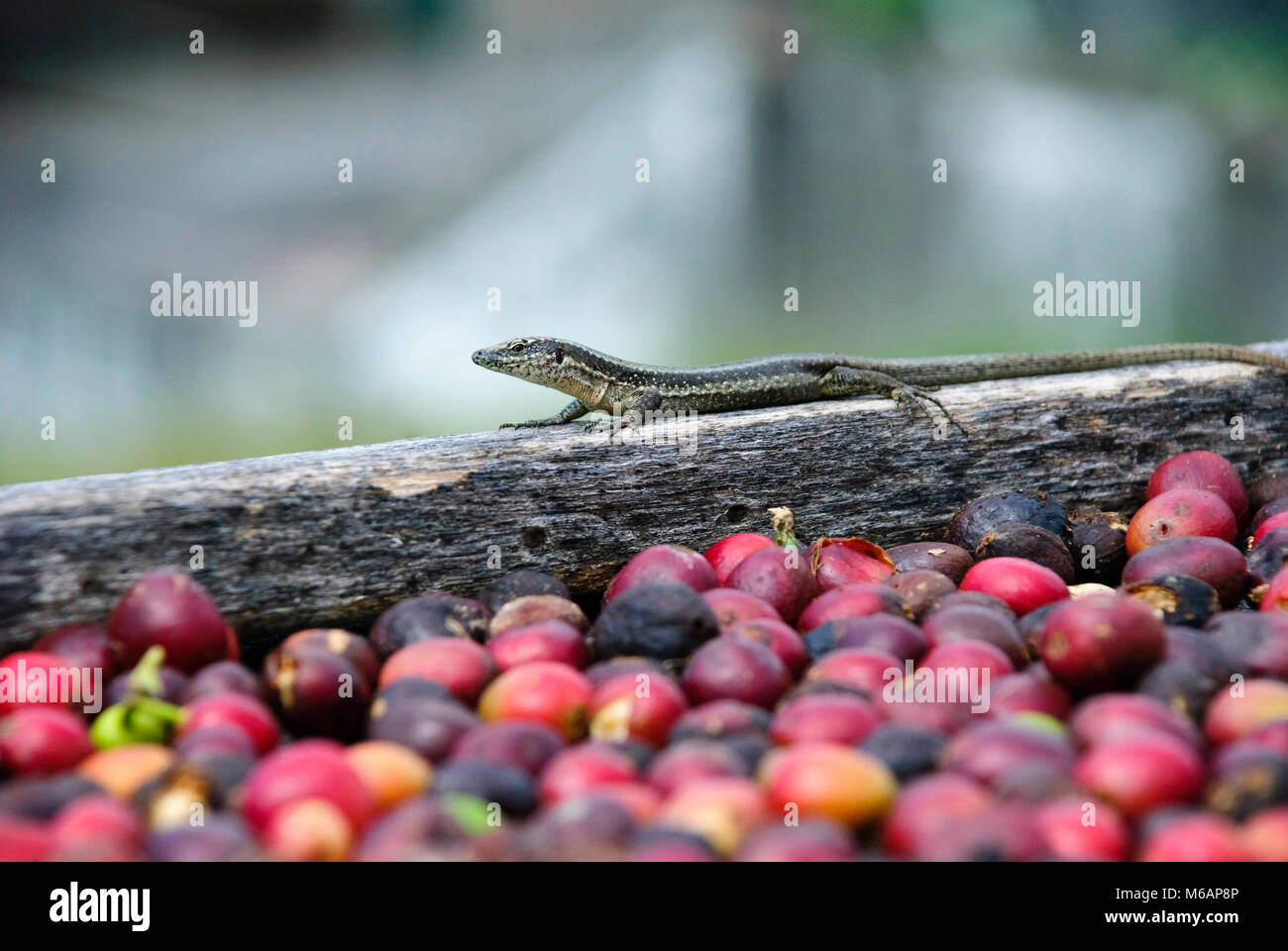 Azores lizard hi-res stock photography and images - Alamy