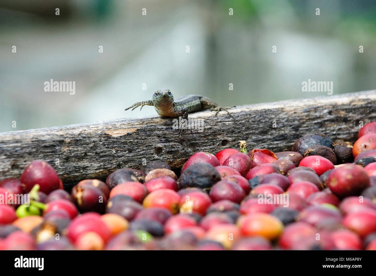 Lizard and fresh coffee grains Stock Photo - Alamy