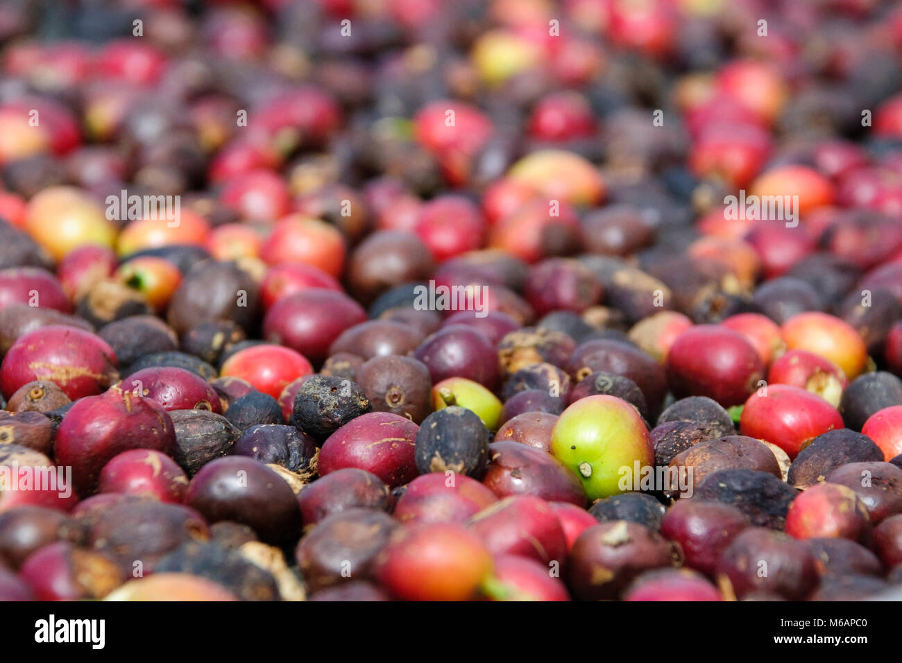 Fresh red coffee grains Stock Photo - Alamy