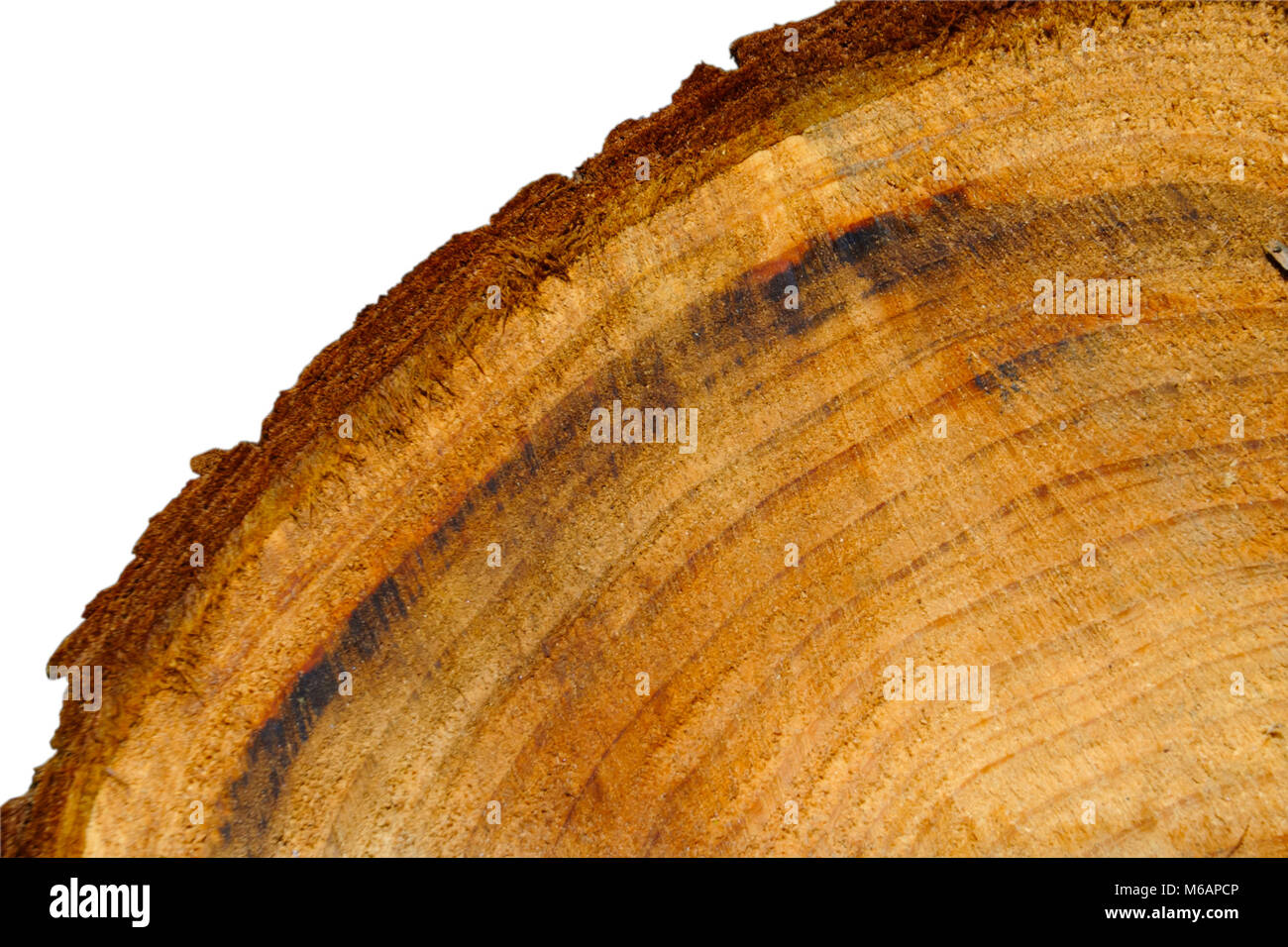 Cutted tree trunk isolated on white background Stock Photo - Alamy