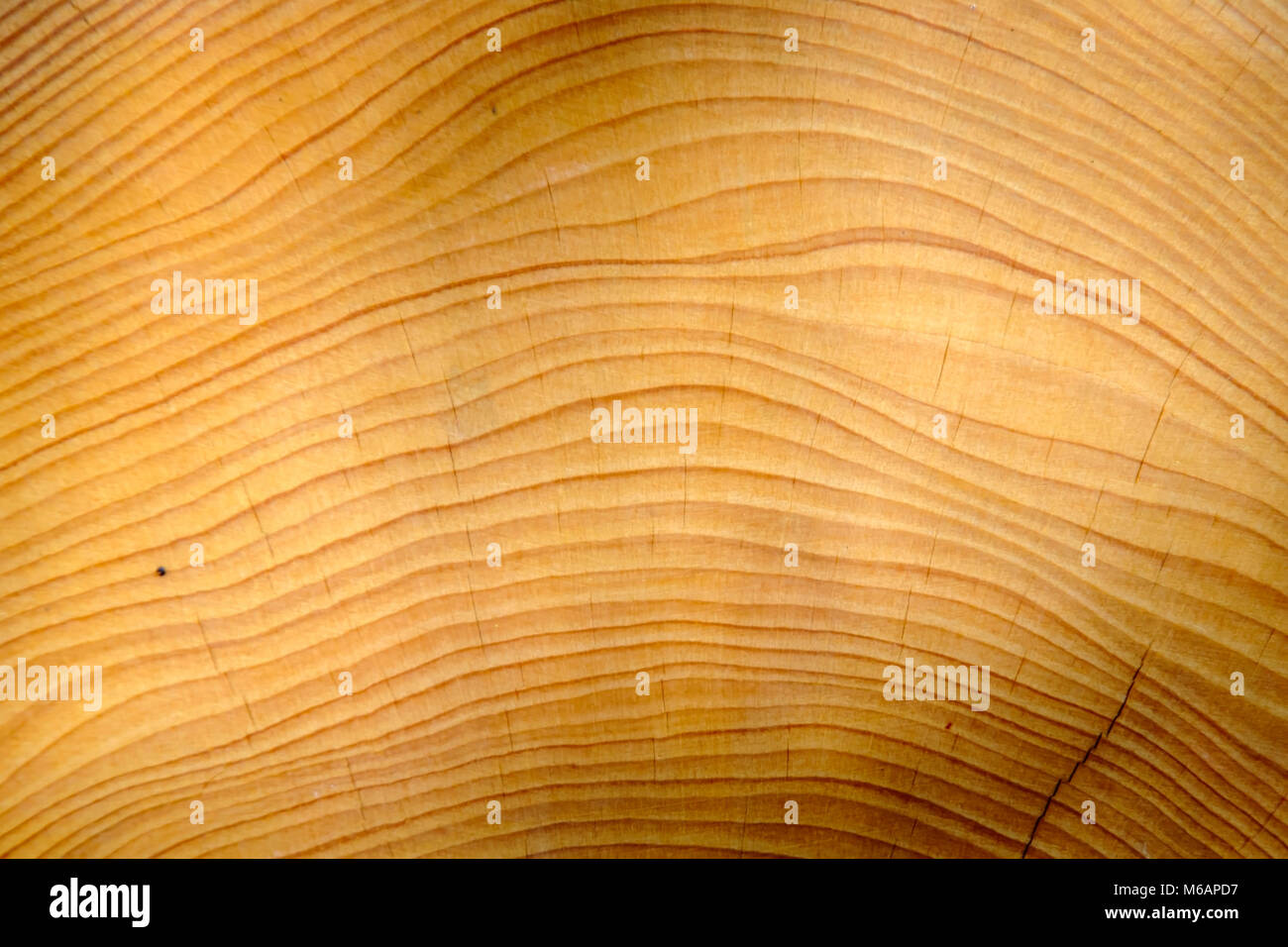 Wood texture of cutted tree trunk, close-up Stock Photo - Alamy
