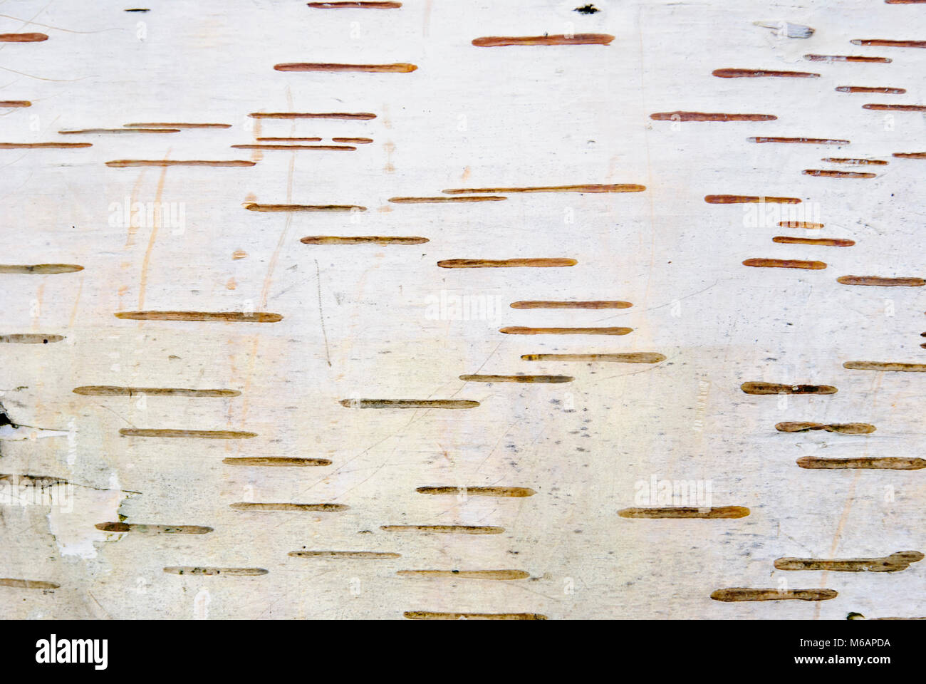 Birch bark texture close up Stock Photo - Alamy