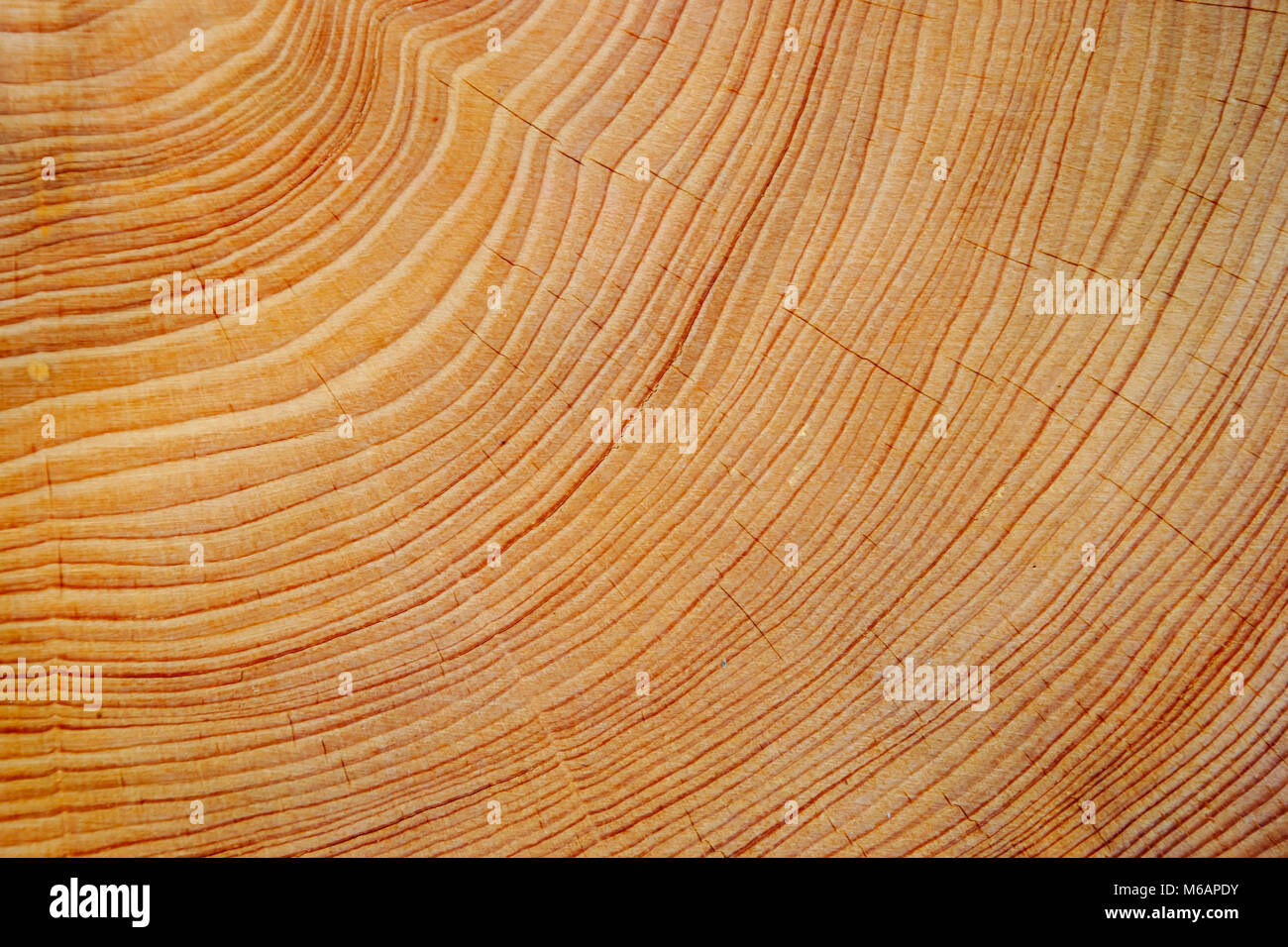 Cutted Wood Trunk Texture Stock Photos & Cutted Wood Trunk Texture ...