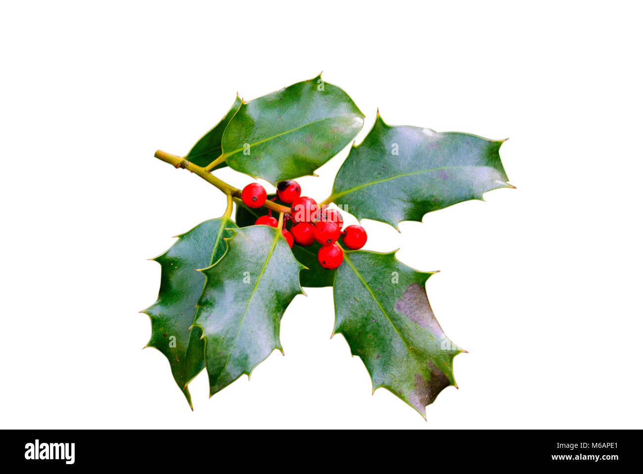 Holly tree Cut Out Stock Images & Pictures - Alamy