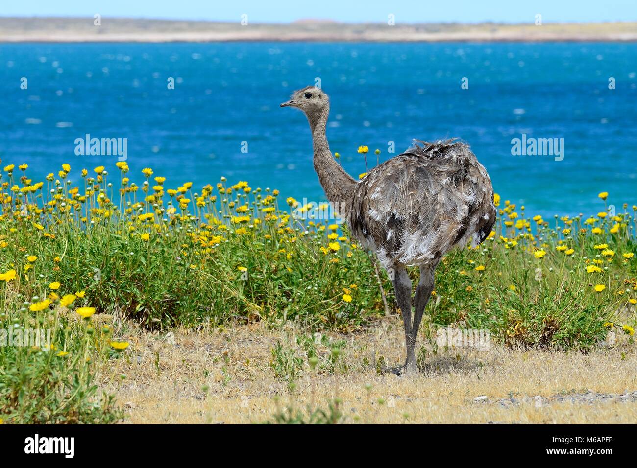 Nandu (Rhea americana) on a flower meadow at the Atlantic Ocean, Bahia ...