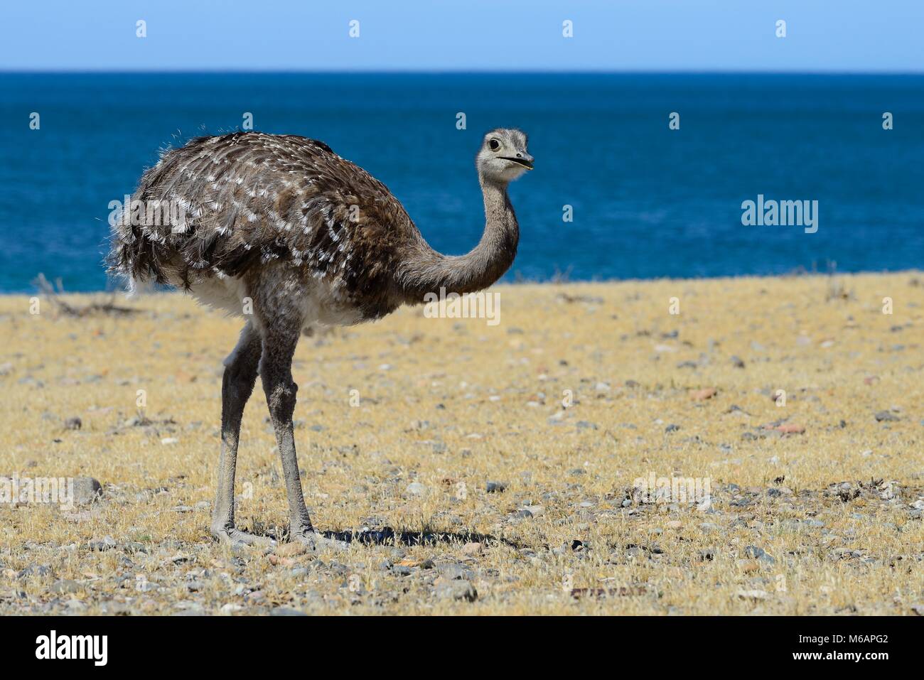 Nandu (Rhea americana) at the Atlantic Ocean, Bahia Bustamante, near ...