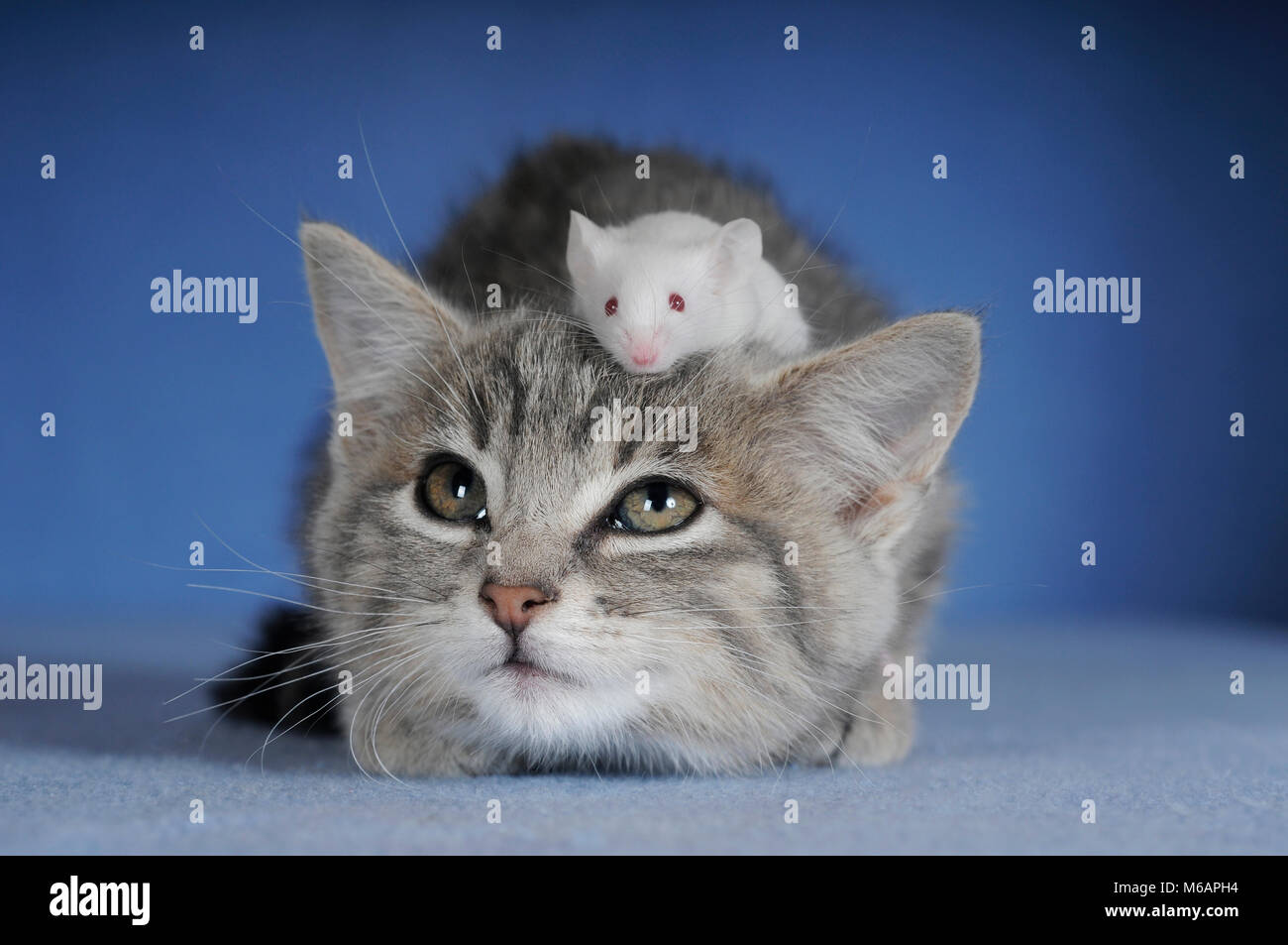 Kitten, silver tabby and white coloured fancy mouse Stock Photo - Alamy