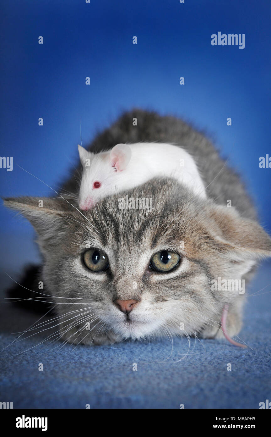 Silver Mouse High Resolution Stock Photography and Images - Alamy