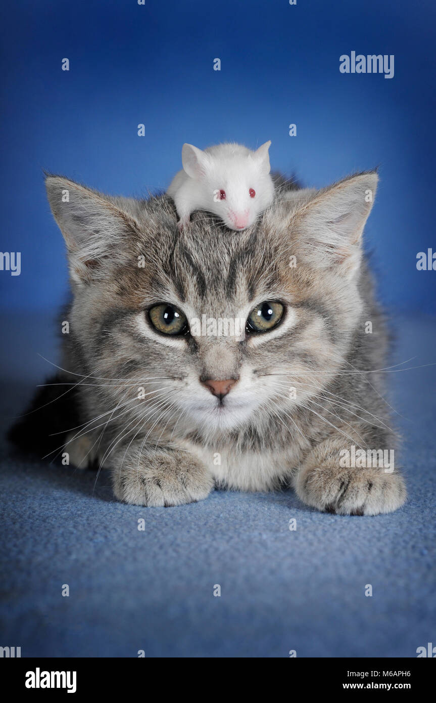 Cute white mouse hi-res stock photography and images - Alamy