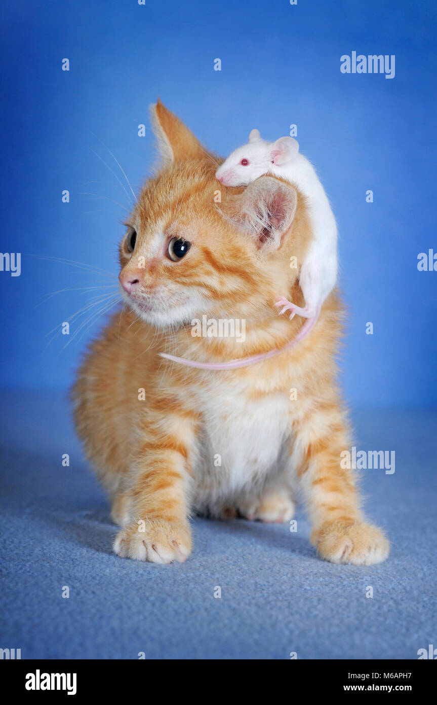 Kitten, red mackerel and white coloured fancy mouse Stock Photo - Alamy