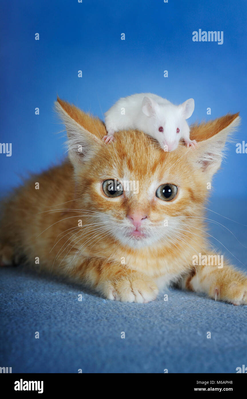 Kitten, red mackerel and white coloured fancy mouse Stock Photo - Alamy