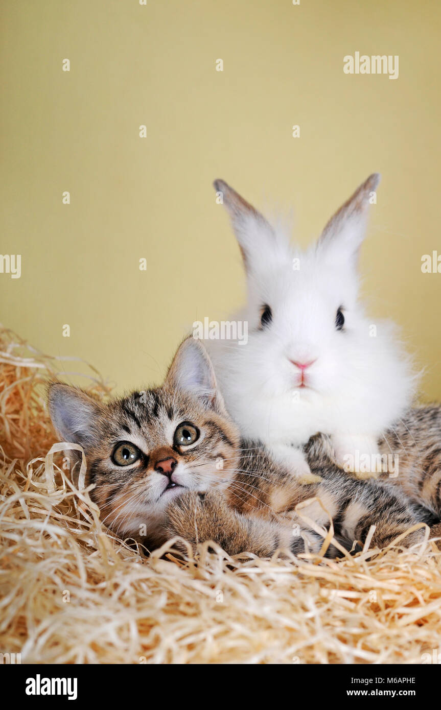 Kitten And Rabbit Stock Photos & Kitten And Rabbit Stock Images - Alamy