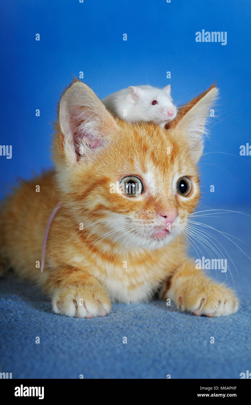 Juvenile house mouse hi-res stock photography and images - Alamy