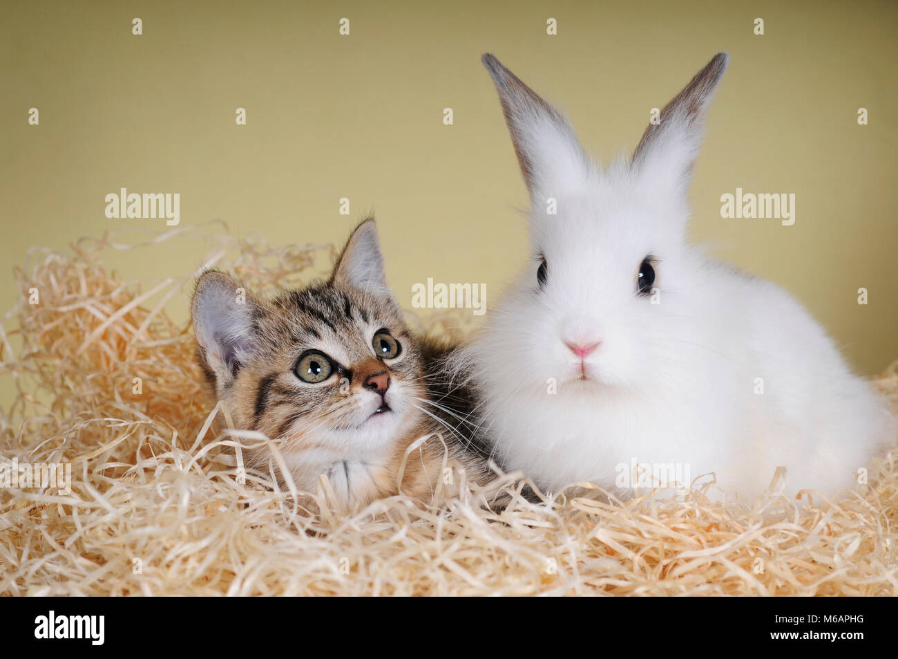 Dwarf rabbit and young tabby kitten Stock Photo - Alamy