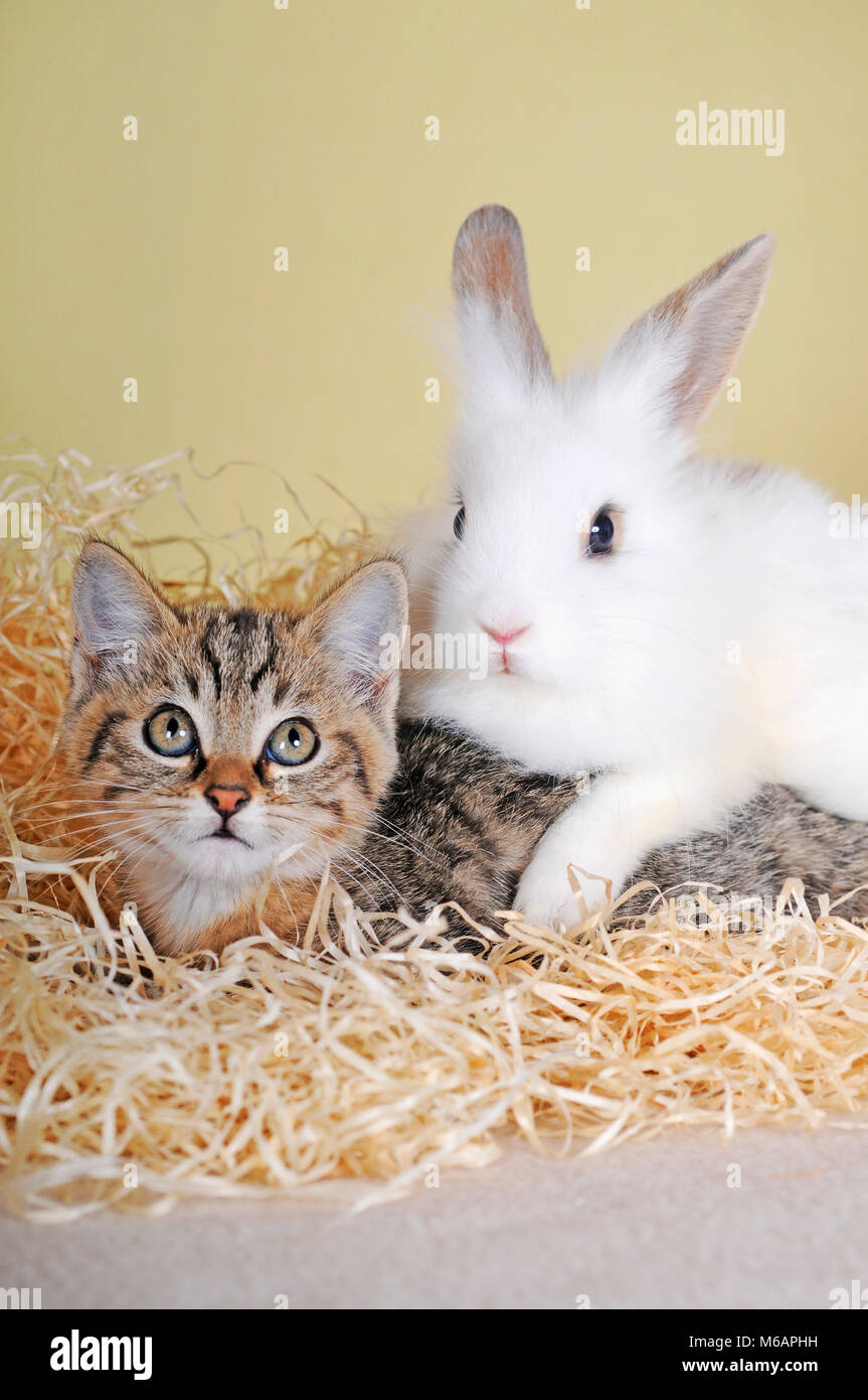 Kitten And Rabbit Stock Photos & Kitten And Rabbit Stock Images - Alamy