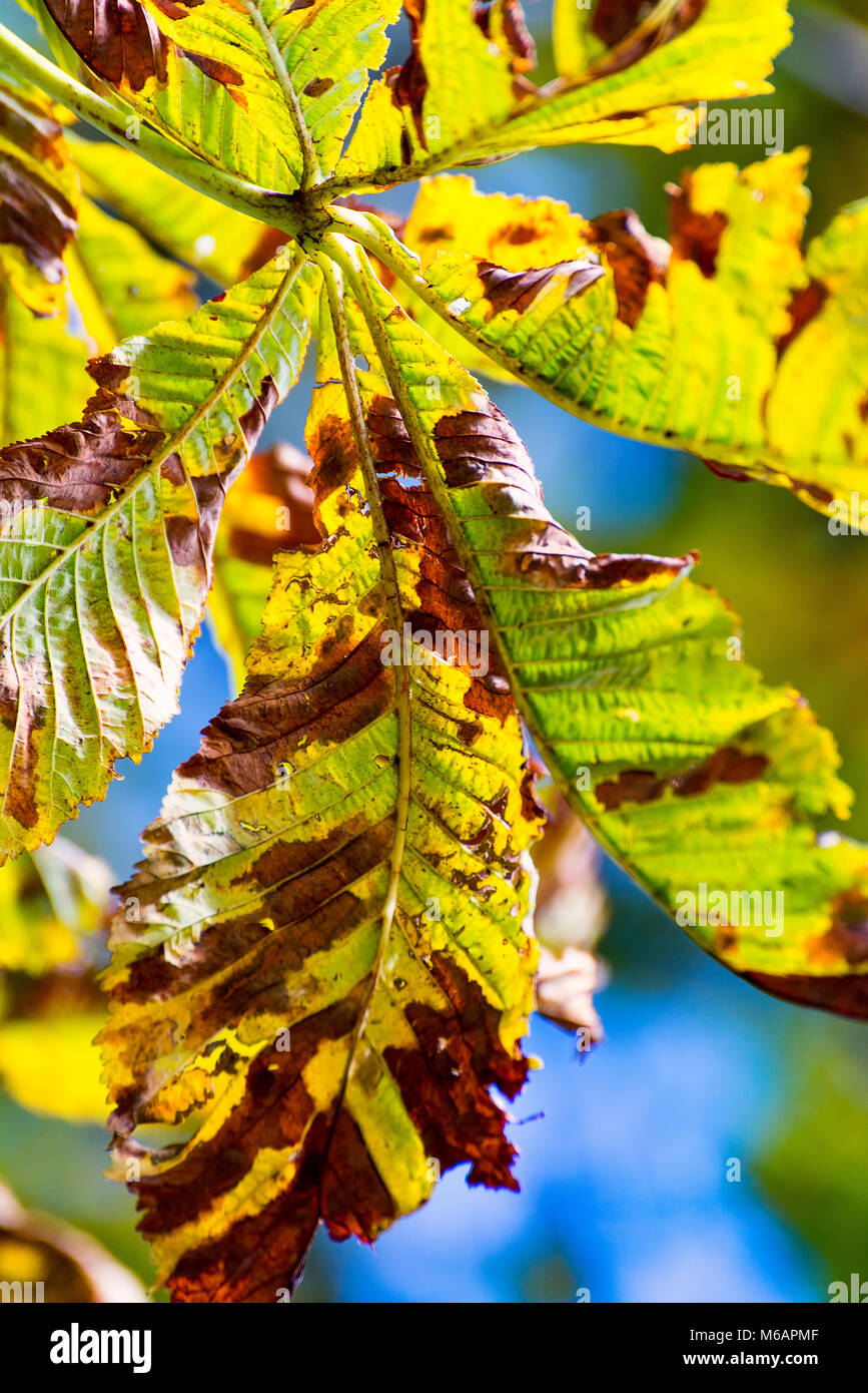 Chestnut at the Tree in the Autumn 3 Stock Photo - Alamy