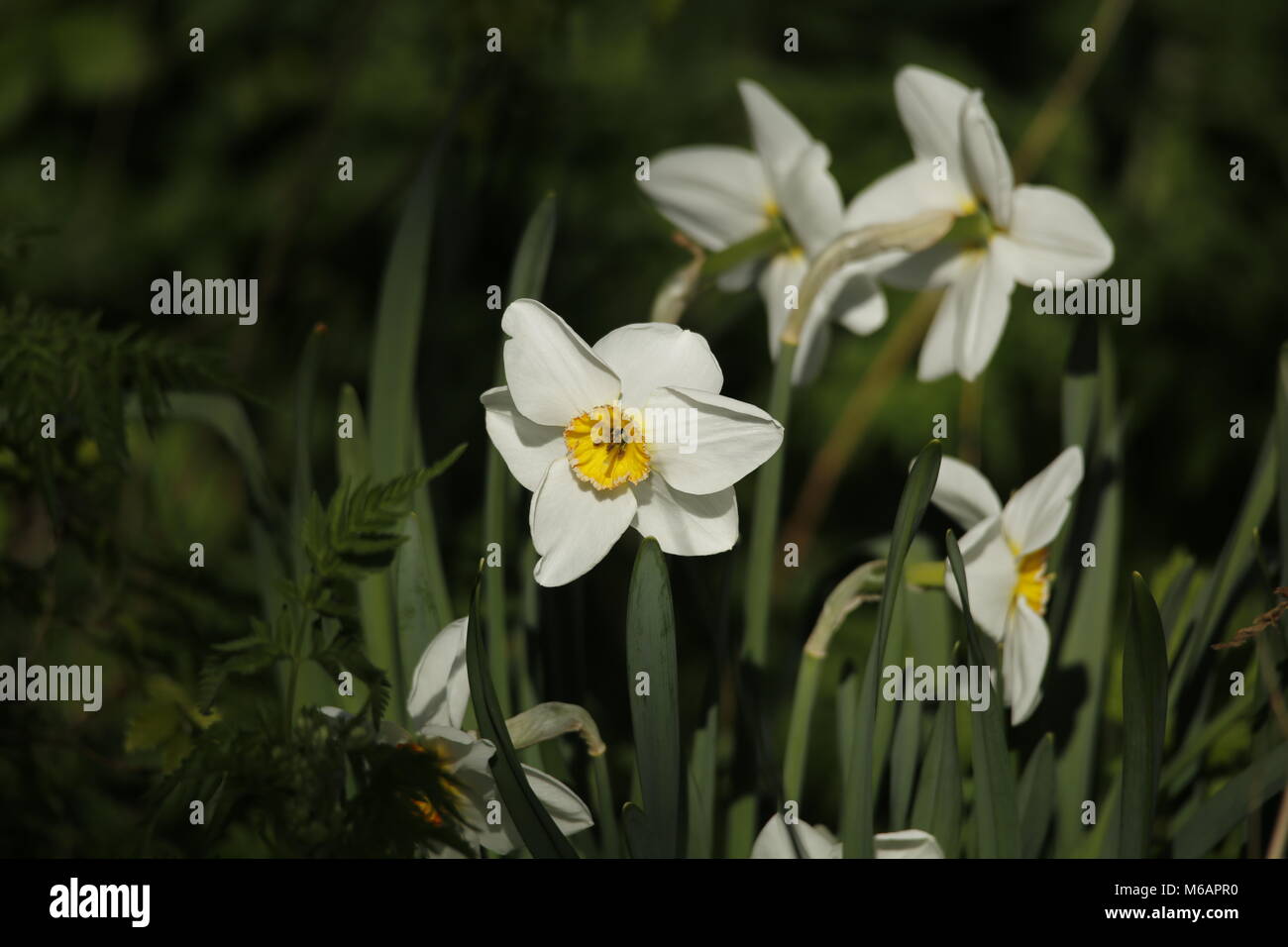 Daffodil poeticus actaea hi-res stock photography and images - Alamy