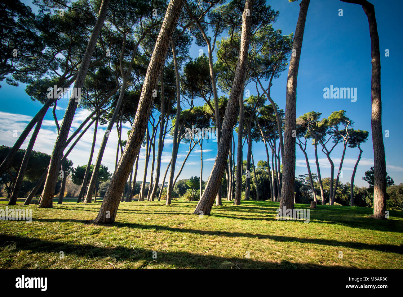 Palm Trees In Rome High Resolution Stock Photography and Images - Alamy