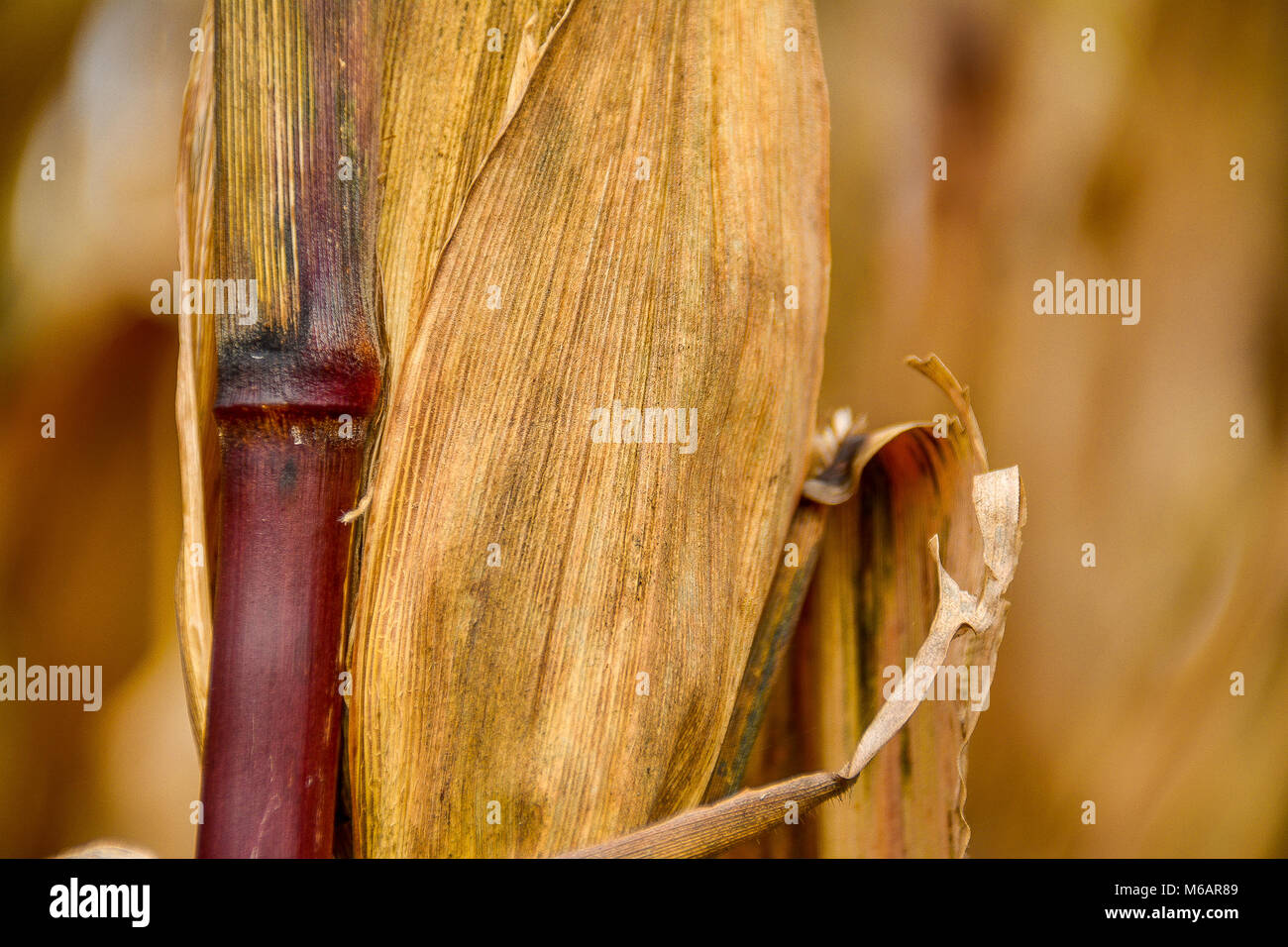 Cane corn plant hi-res stock photography and images - Alamy