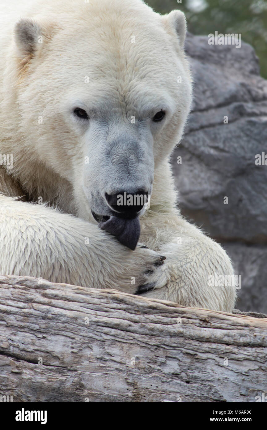 Polar bear fur closeup hi-res stock photography and images - Alamy
