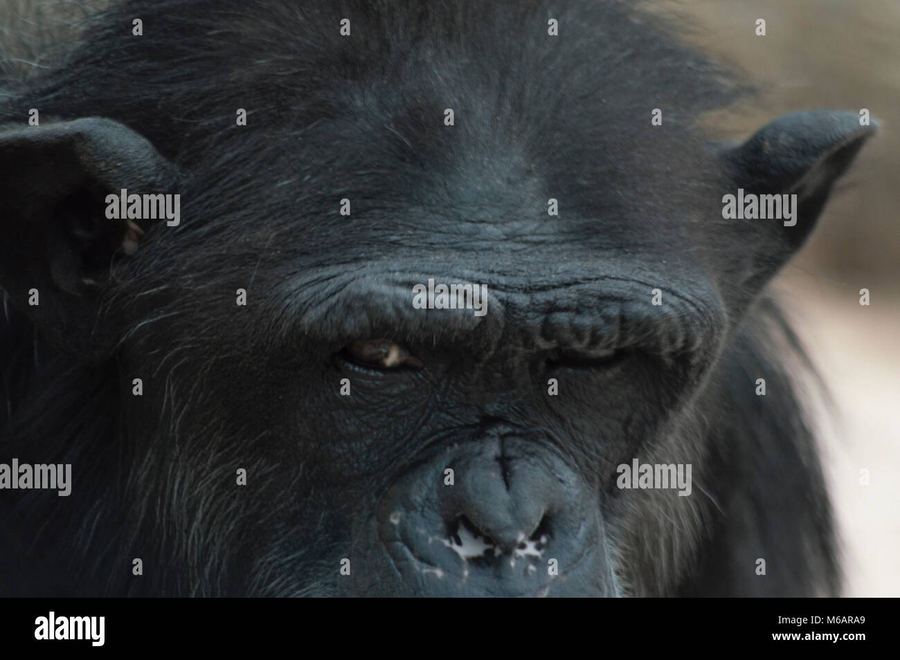close up of a chimpanzee face Stock Photo - Alamy
