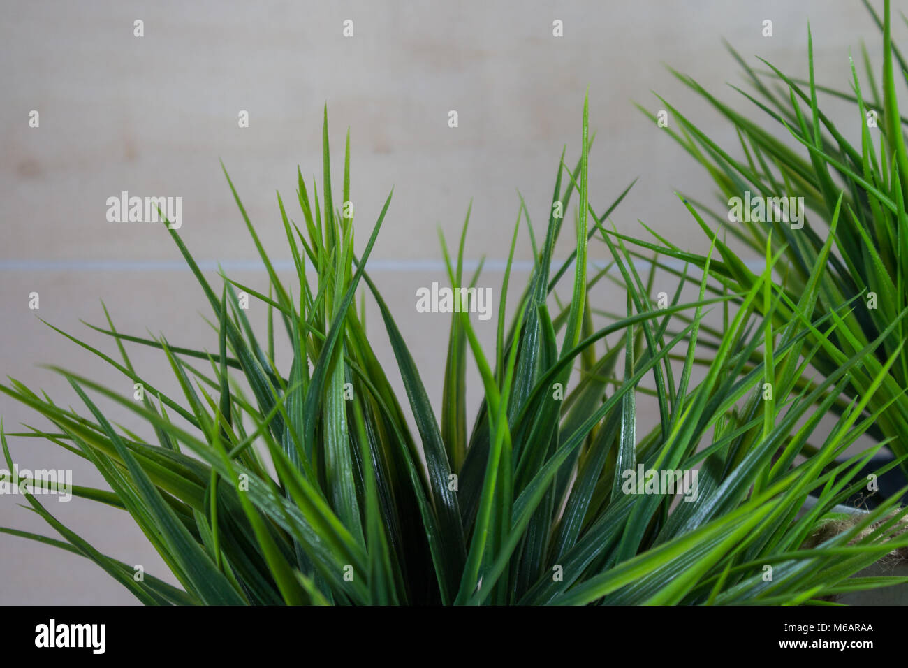 Long blades of green grass isolated on wood background Stock Photo - Alamy