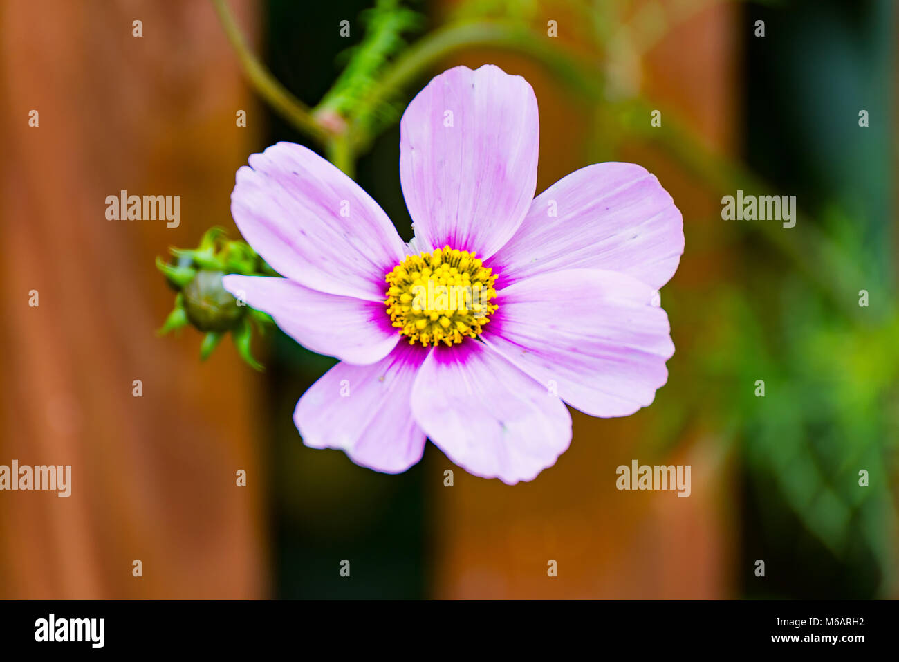 The little Purpil Flower with yellow stamp Stock Photo - Alamy