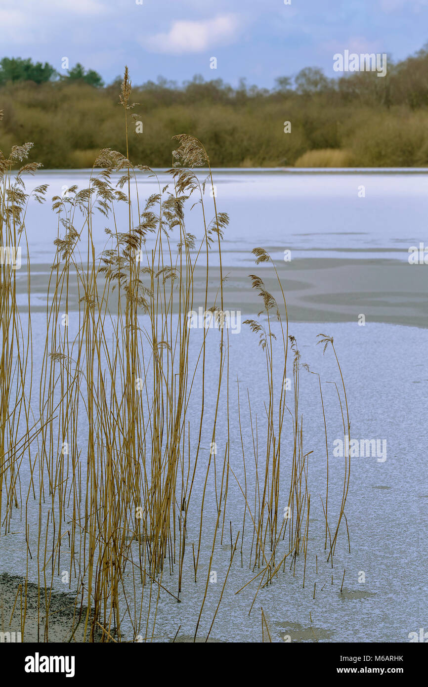Snow on the frozen lake at Hatchmere Nature Reserve in Delamere Forest ...
