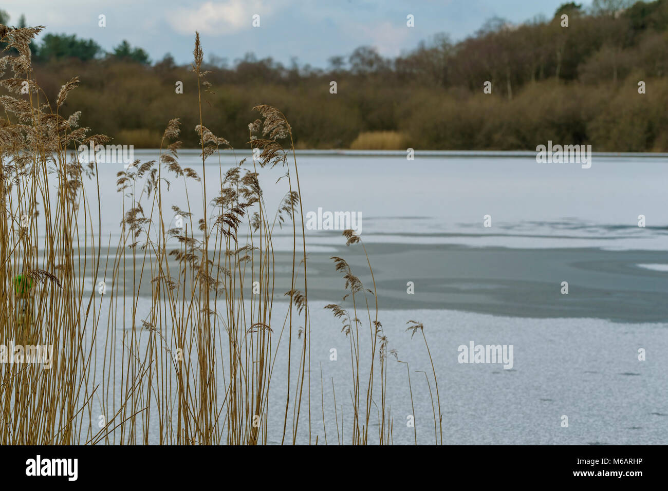 Snow on the frozen lake at Hatchmere Nature Reserve in Delamere Forest ...