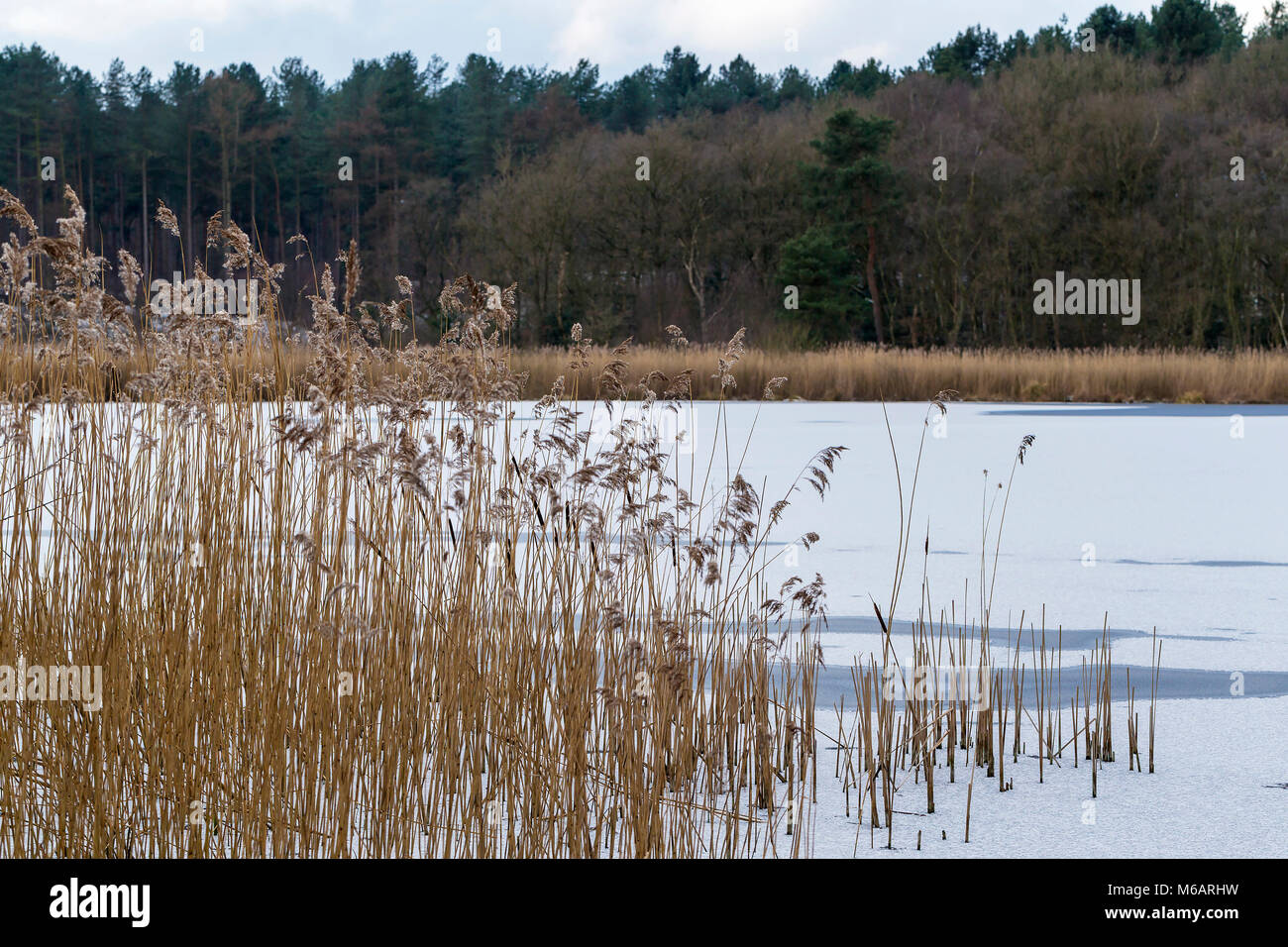 Snow on the frozen lake at Hatchmere Nature Reserve in Delamere Forest ...