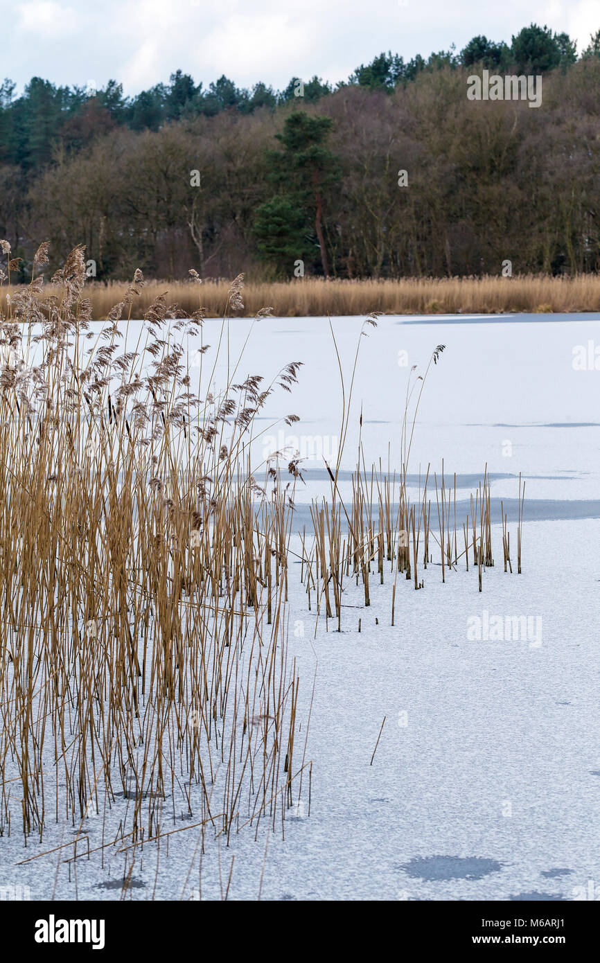 Hatchmere delamere forest hi-res stock photography and images - Alamy