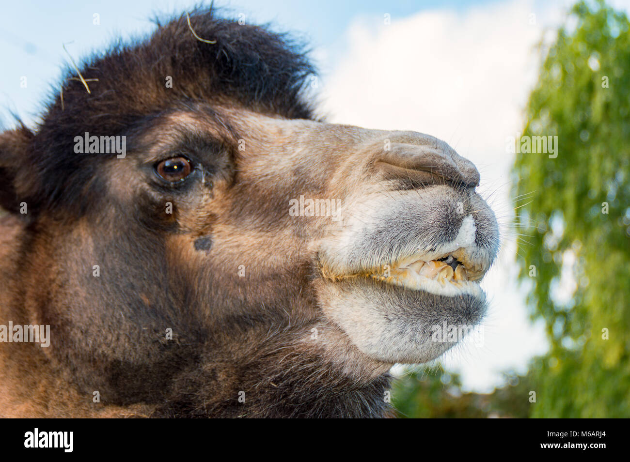 The big Head of a Bactrian Camel Stock Photo - Alamy