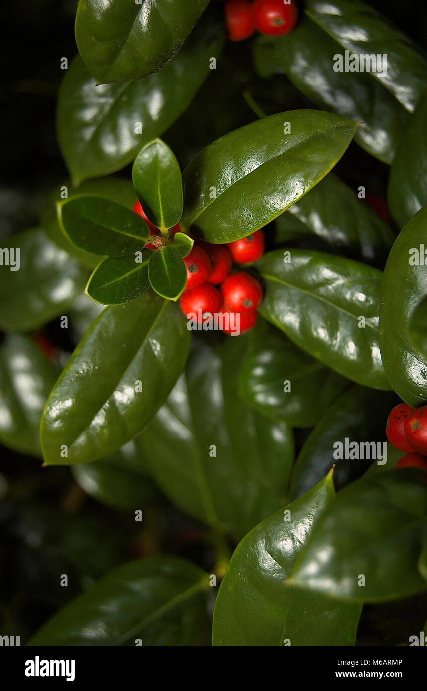 Holly bush with red berries close up Stock Photo - Alamy