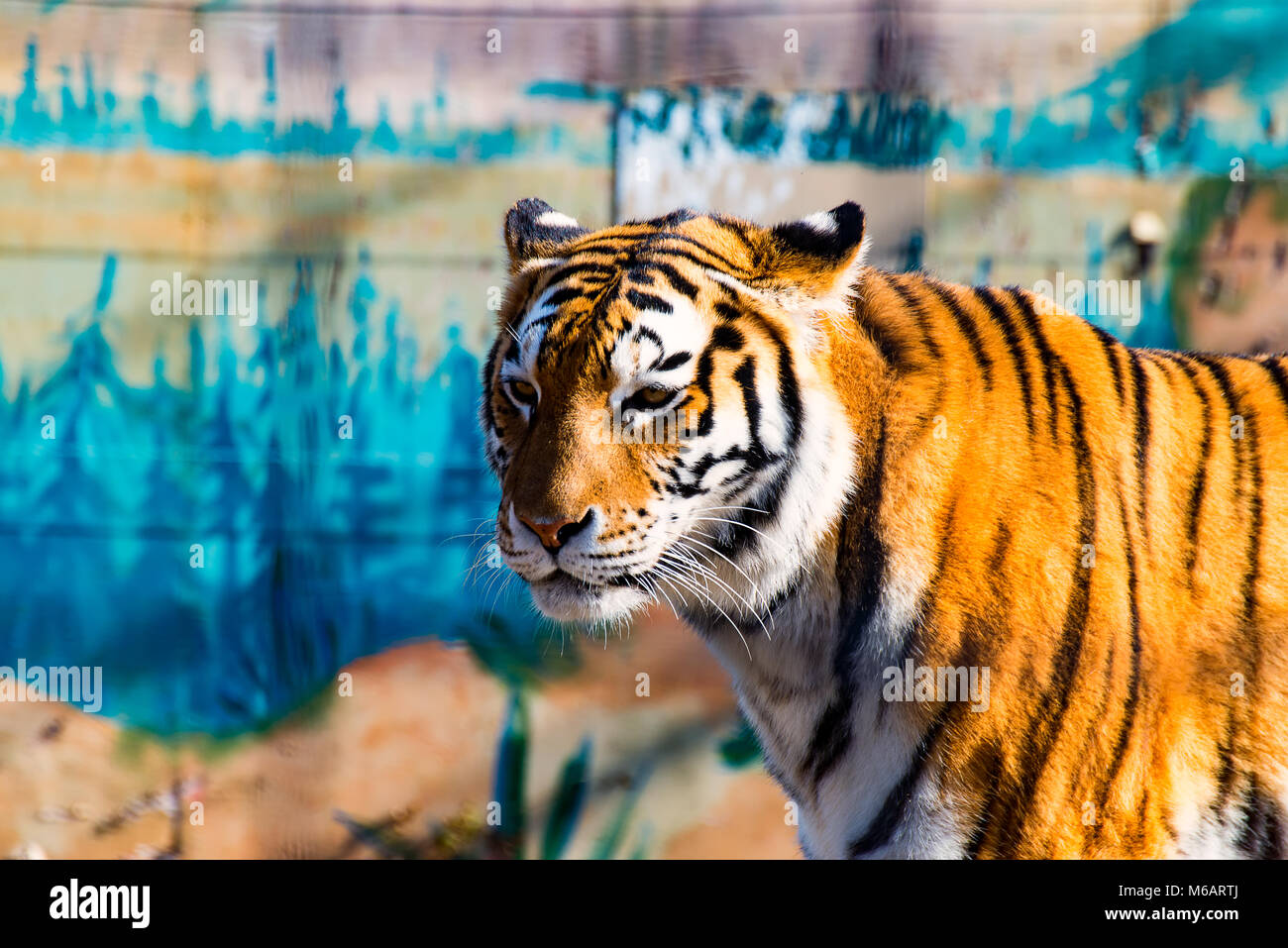 Real wildcat hi-res stock photography and images - Alamy