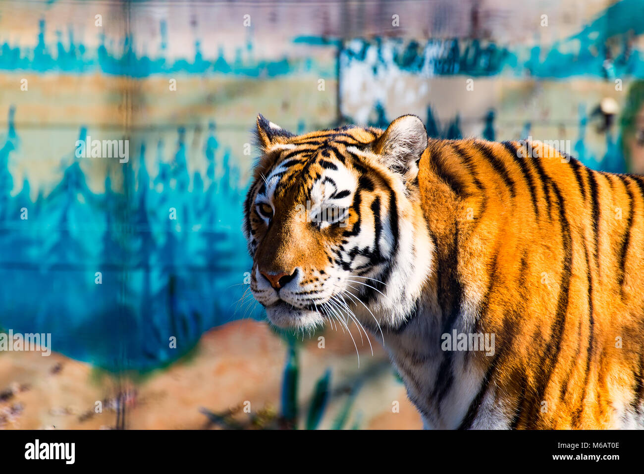 The real big wild Tiger walks alone 3 Stock Photo - Alamy
