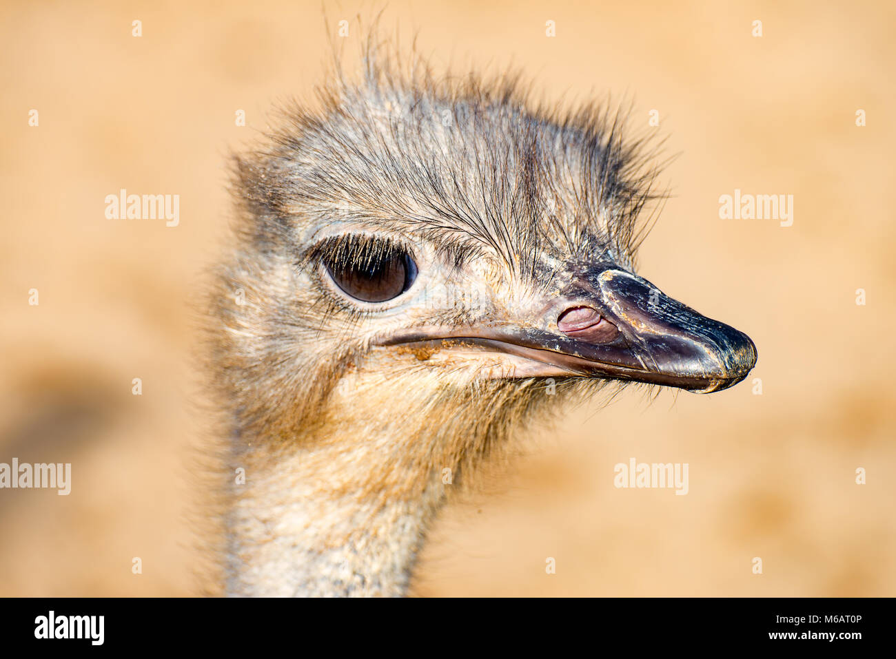 The head of a Emu Bird look forward 1 Stock Photo - Alamy
