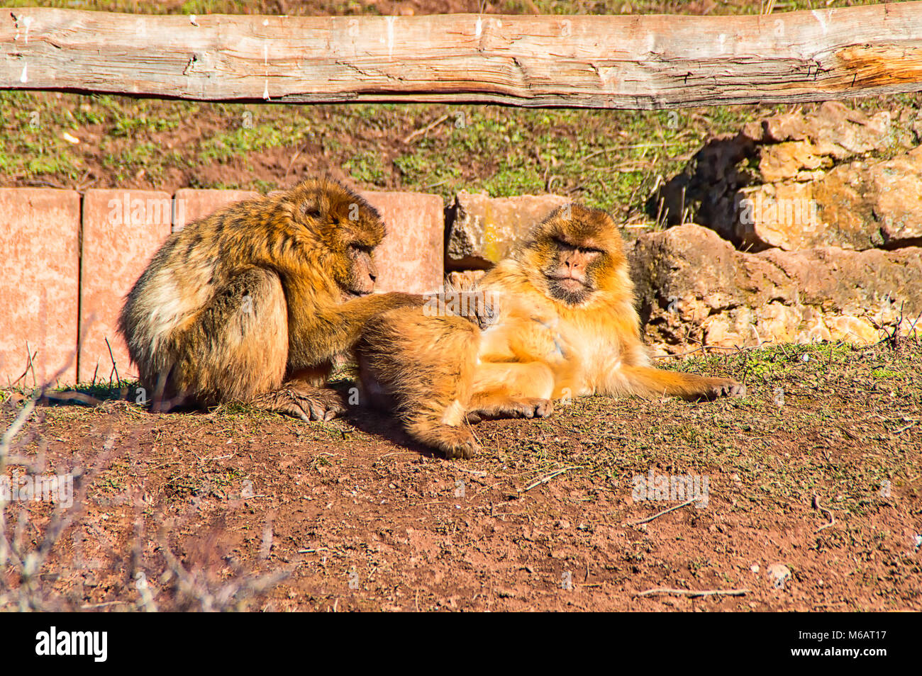 Two adult Macaque lice each other in the Sun Stock Photo - Alamy