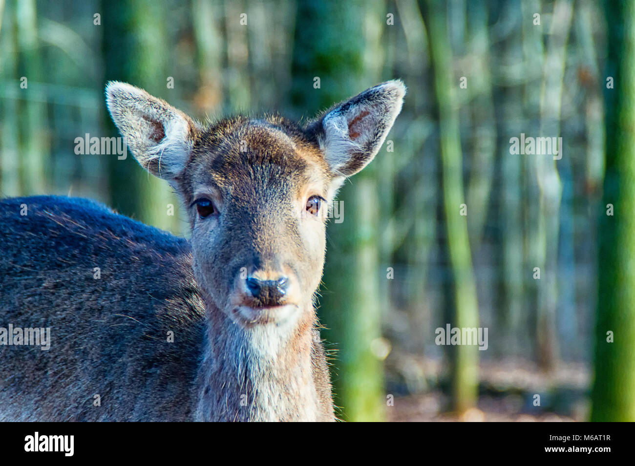 The small deer all alone in the forest Stock Photo - Alamy